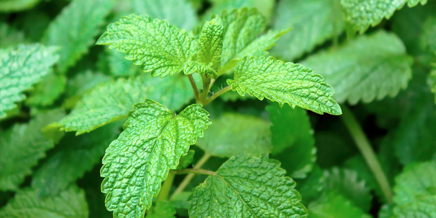 Melissa officinalis: Proprietà e Caratteristiche | Schwabe Italia